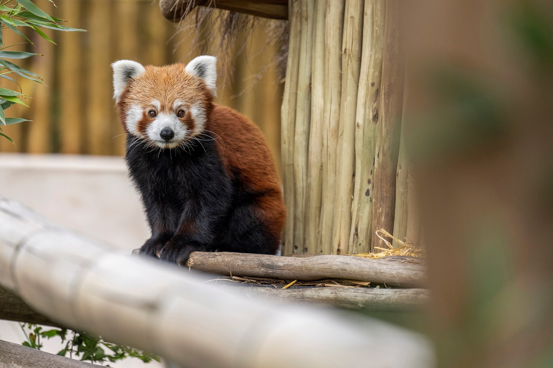 West Midlands Safari Park | Red Panda Retreat