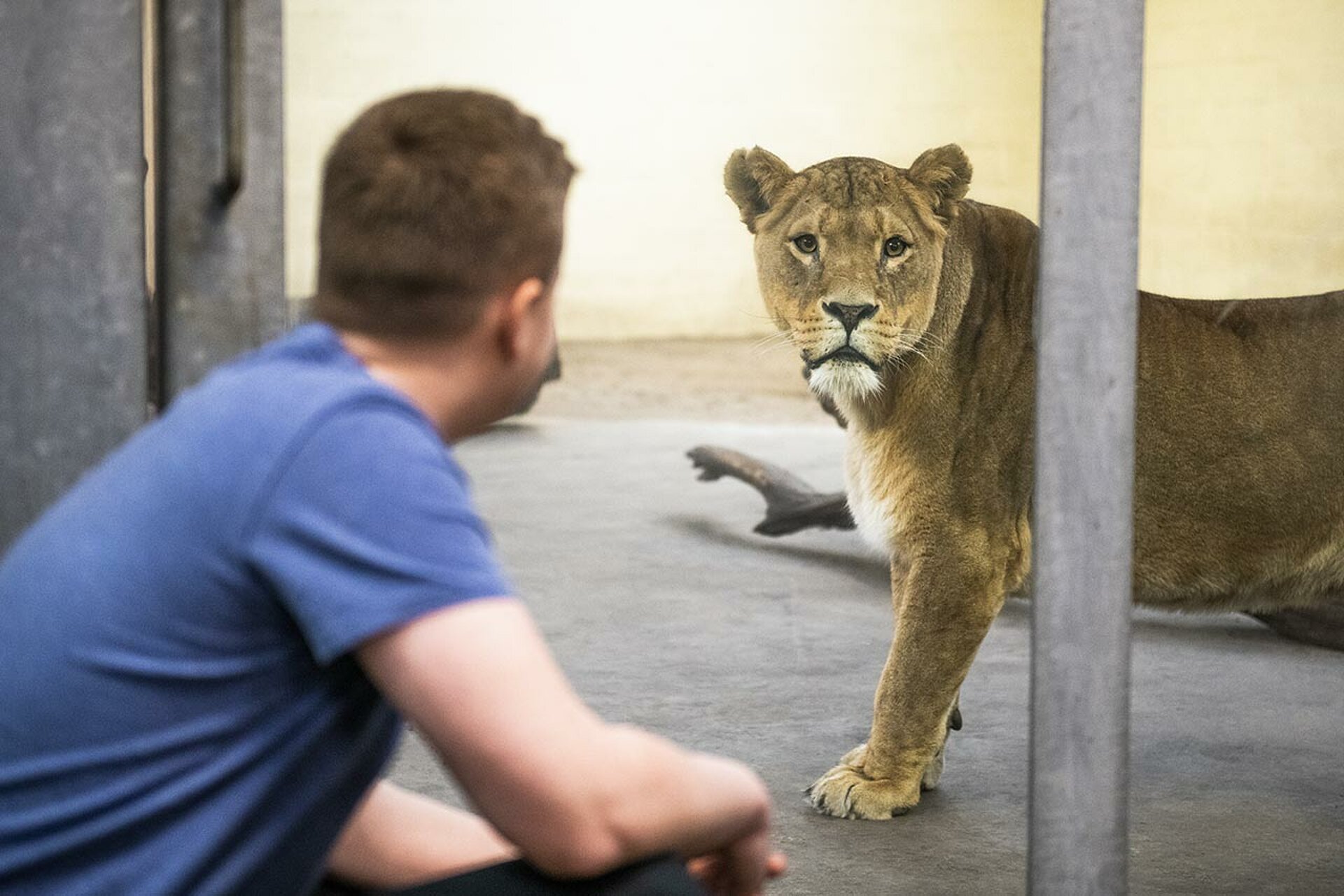 West Midlands Safari Park | VIP Lion Feed