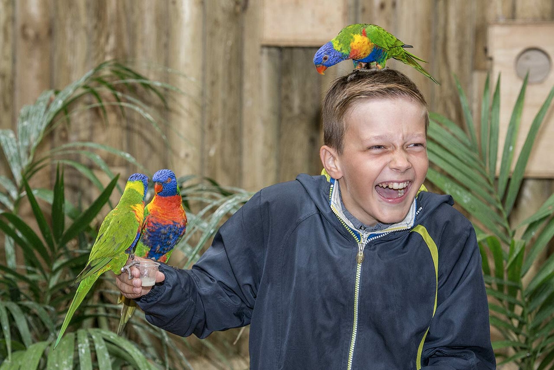 West Midlands Safari Park | VIP Junior Keeper