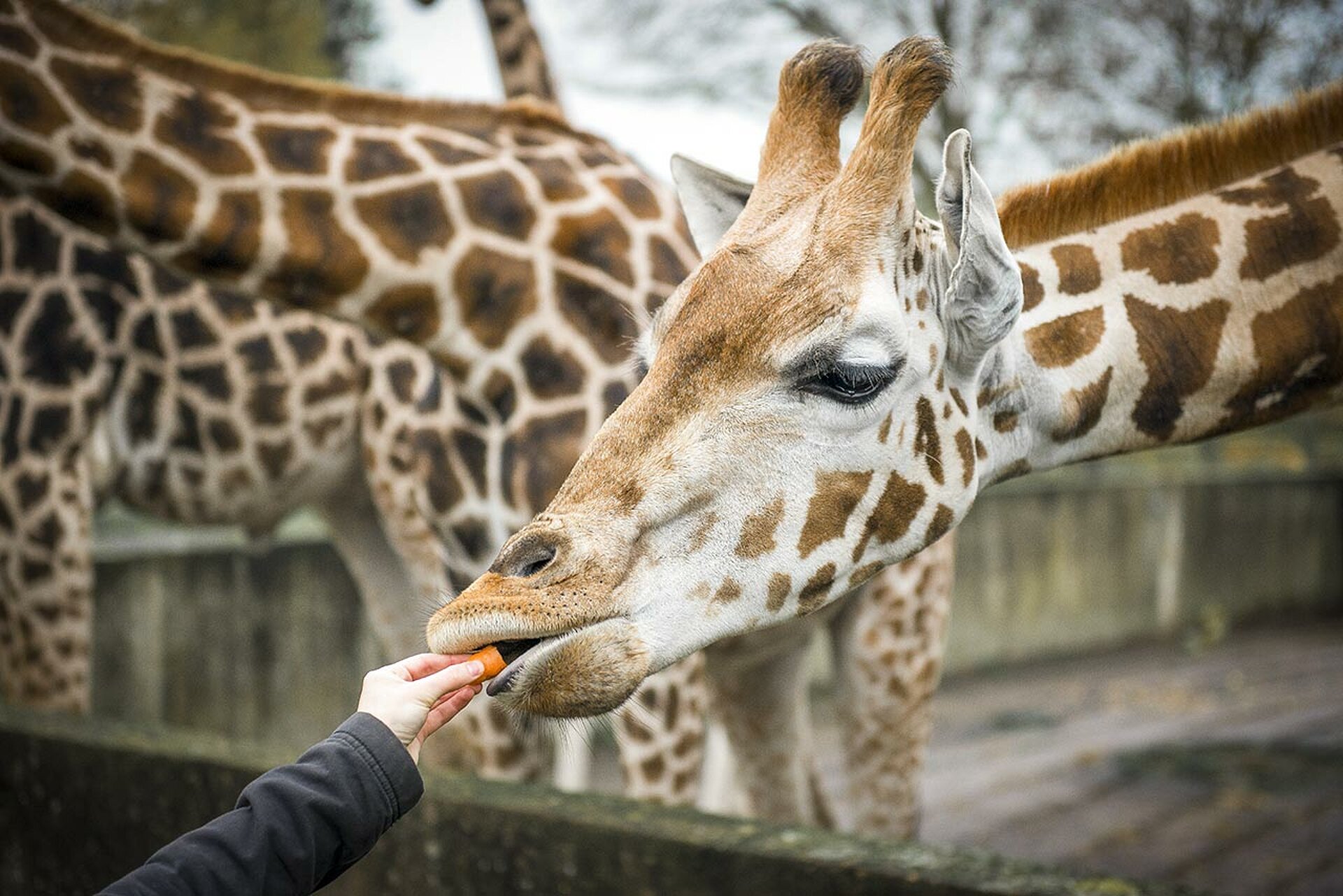 West Midlands Safari Park | VIP Giraffe Feed