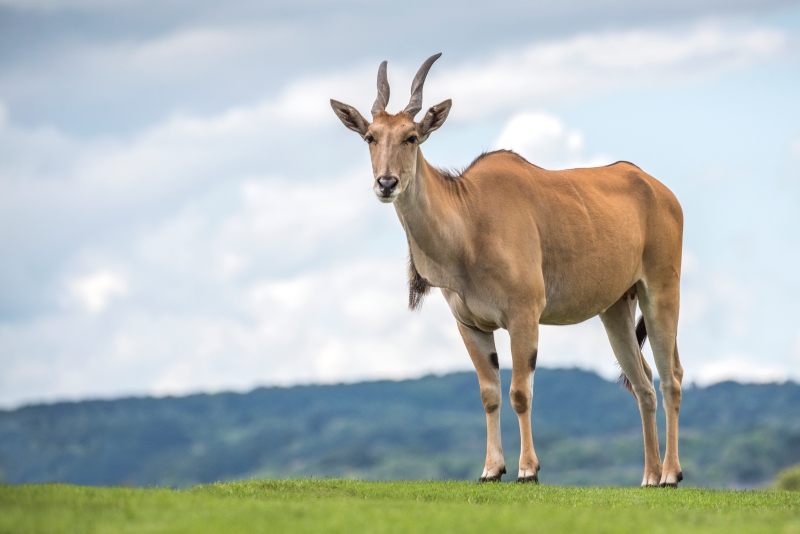 West Midlands Safari Park | African Plains