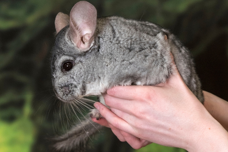 West Midland Safari Park | VIP Mini Keeper