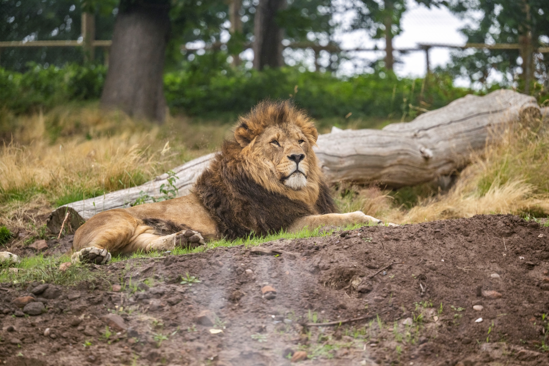 West Midlands Safari Park | VIP Carnivore Keeper