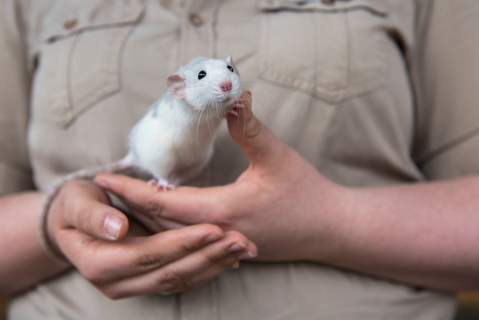 West Midland Safari Park | VIP Mini Keeper