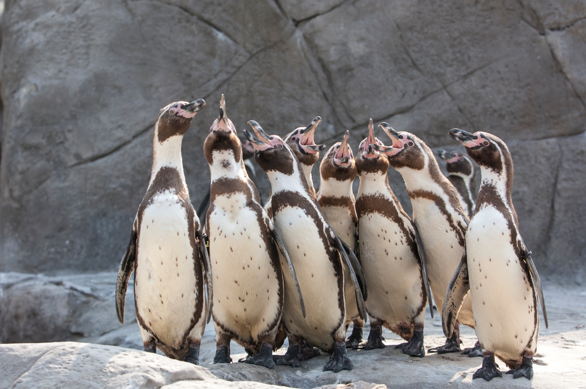 West Midlands Safari Park | Waddle of Worcester Competition at West ...