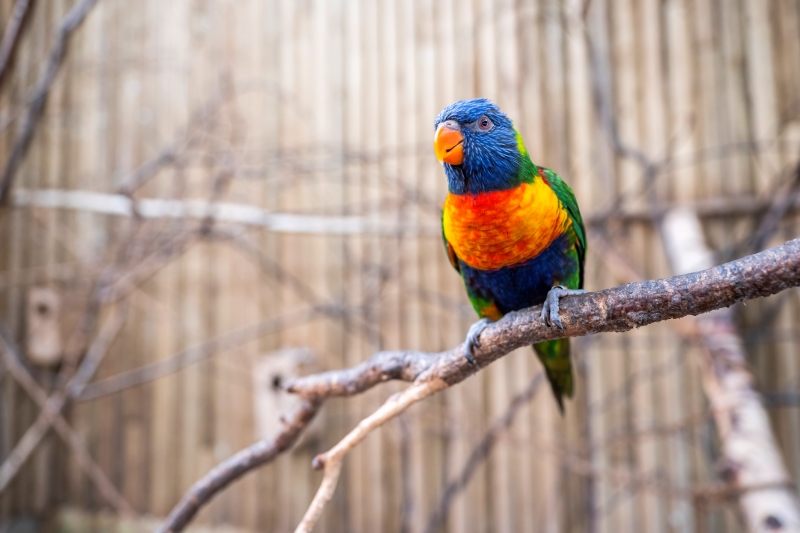 West Midlands Safari Park | Lorikeet Landing