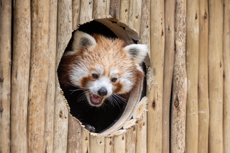 West Midlands Safari Park | Red Panda Retreat
