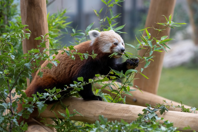 West Midlands Safari Park | Red Panda Retreat