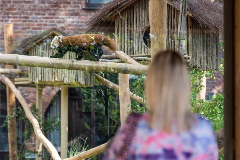 West Midlands Safari Park | Red Panda Retreat