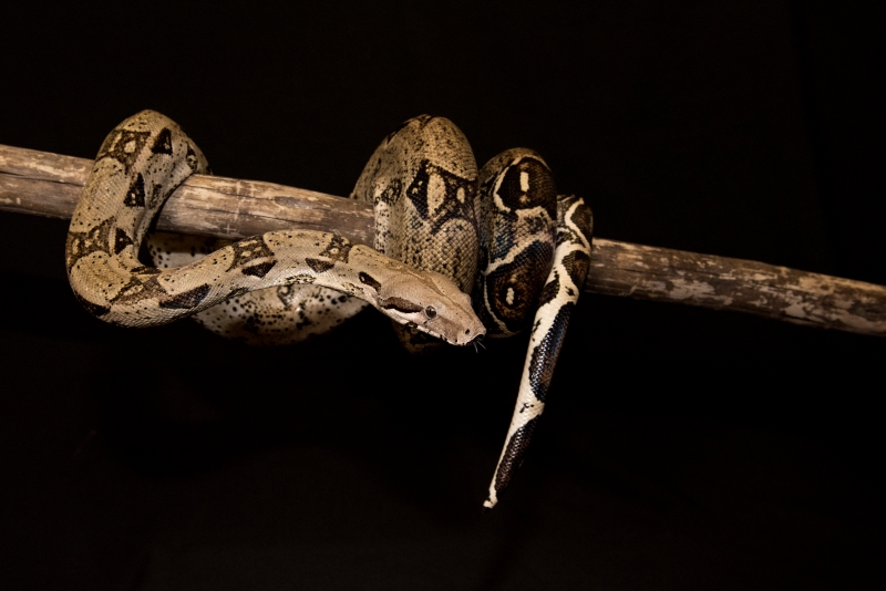 West Midlands Safari Park | Reptile World