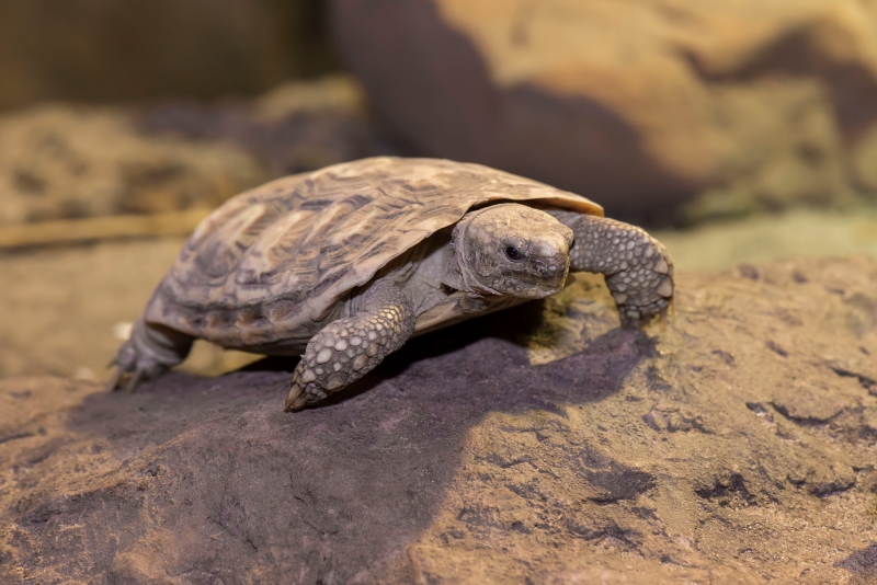 West Midlands Safari Park | Reptile World