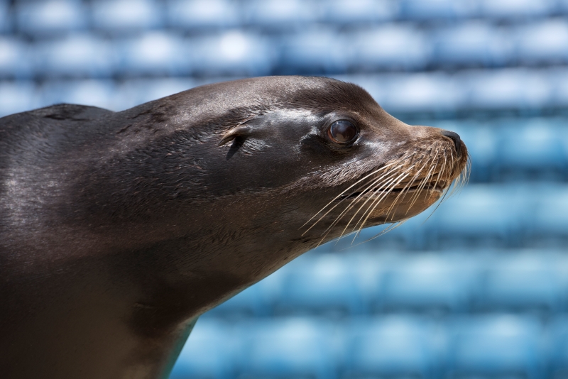 West Midlands Safari Park | Sea Lion Theatre