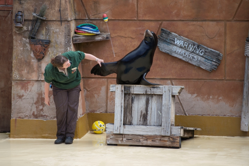 West Midlands Safari Park | Sea Lion Theatre